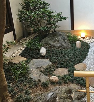 A cacao tree grows in Japan – Chocolate by the Bay